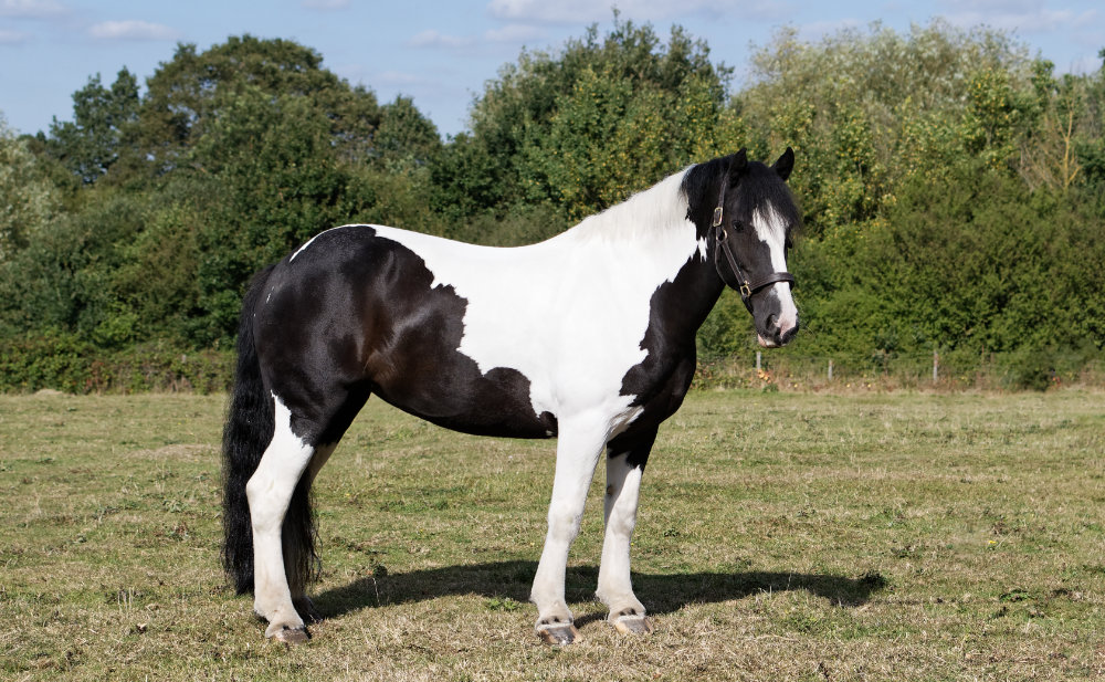 Chigwell Riding Trust